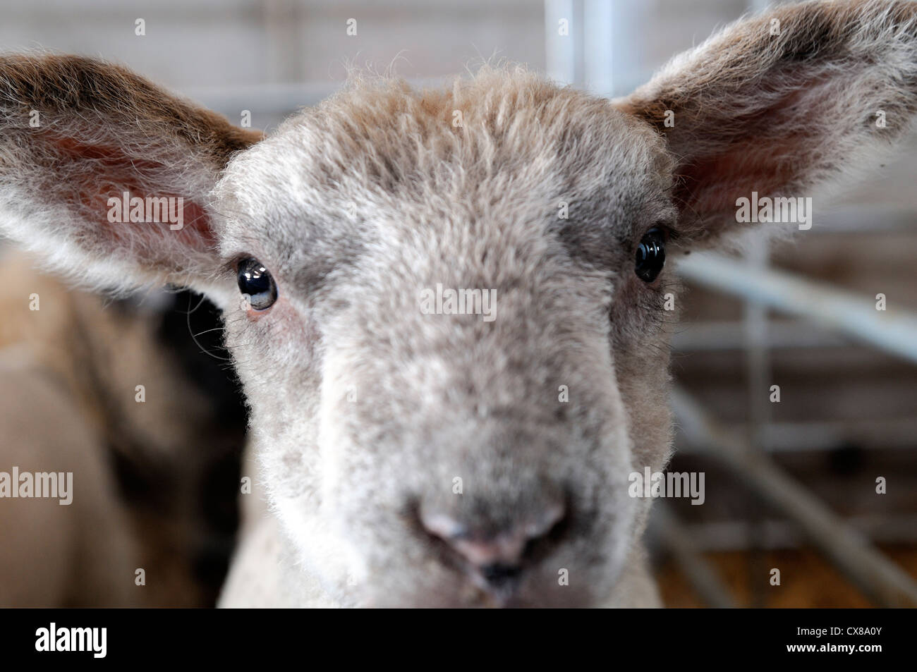 Livestock animals hi-res stock photography and images - Alamy