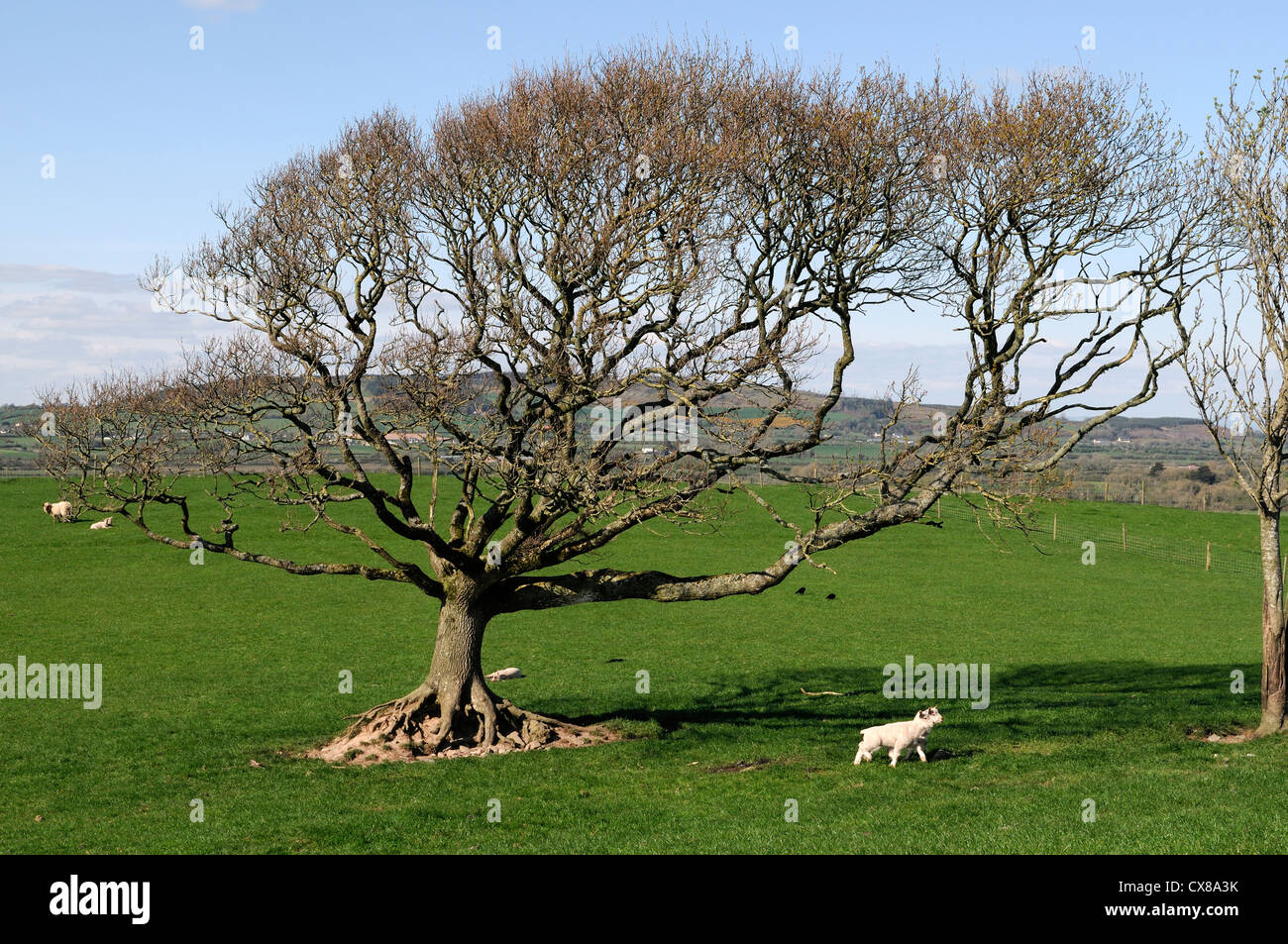 spring lambs under a windswept oak tree newborn season seasonal sheep ...