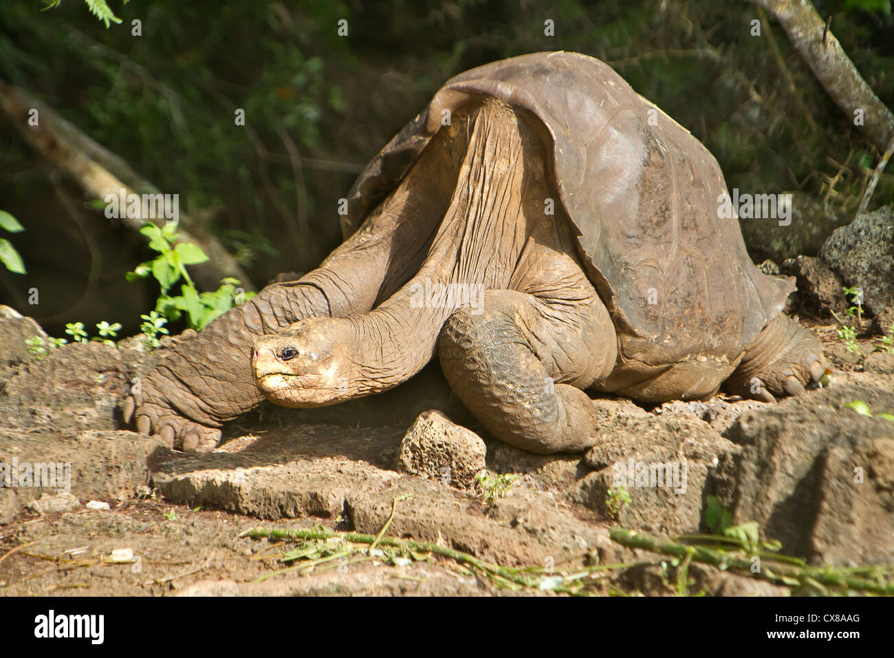 Lonesome George the last Galapagos turtle of the species Stock Photo ...