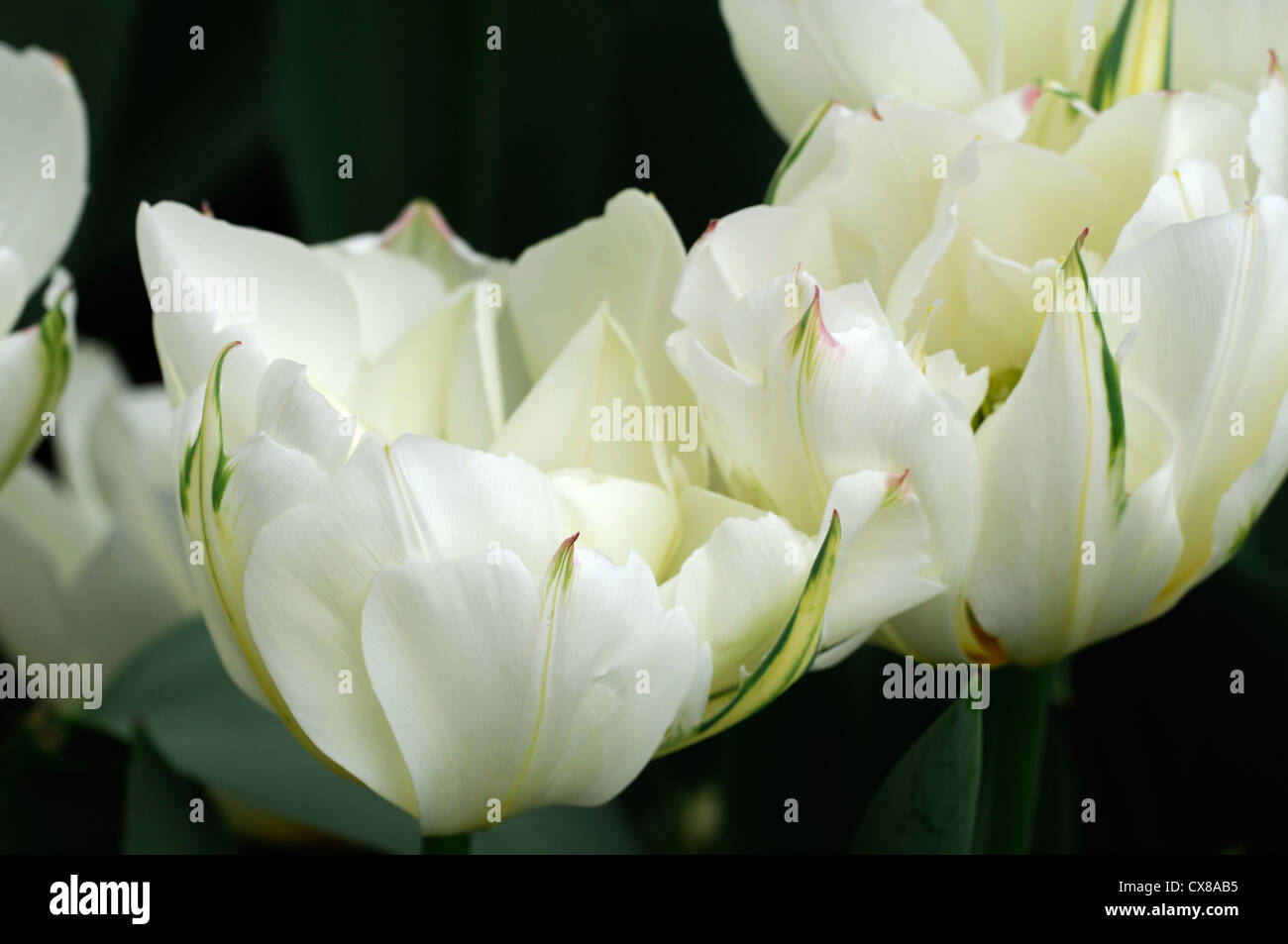 Tulipa exotic emperor white double fosteriana tulip garden flowers ...