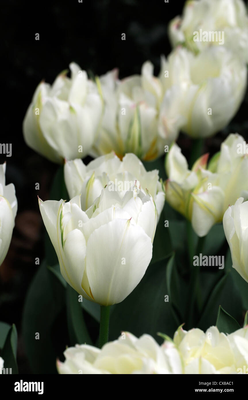 Tulipa exotic emperor white double fosteriana tulip garden flowers ...
