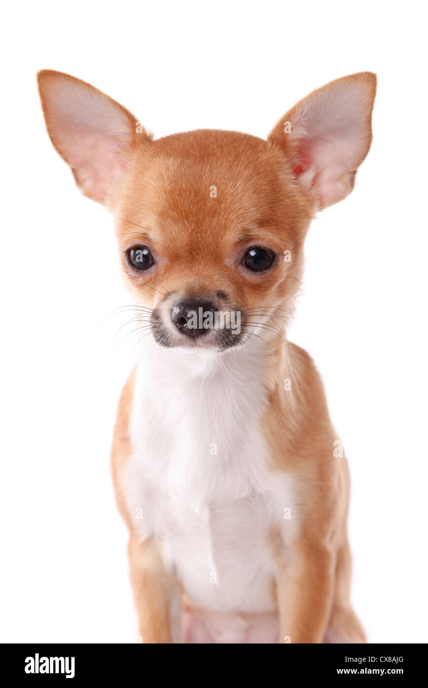 Short haired chihuahua dog hi-res stock photography and images - Alamy