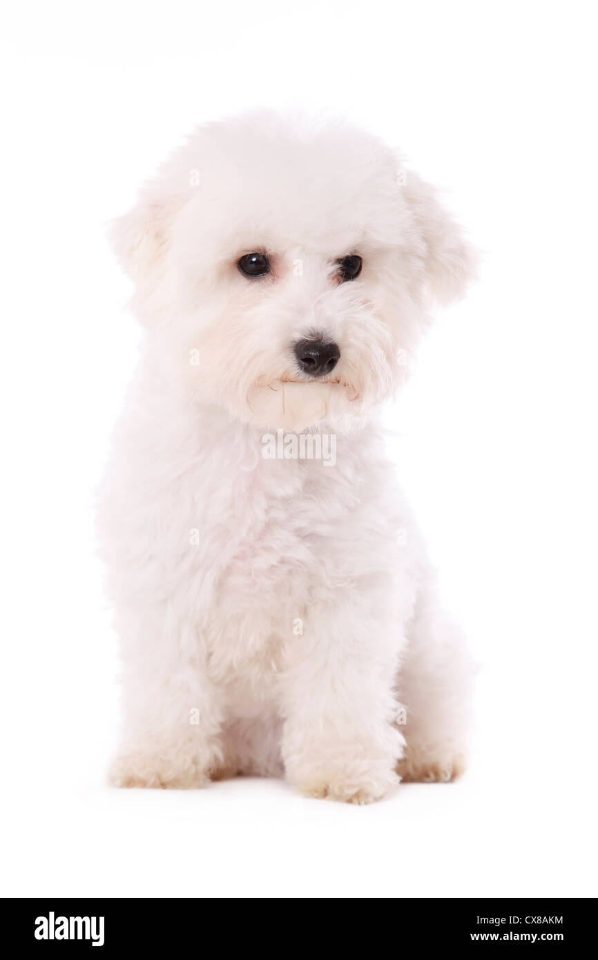 young Bichon Frise Stock Photo - Alamy