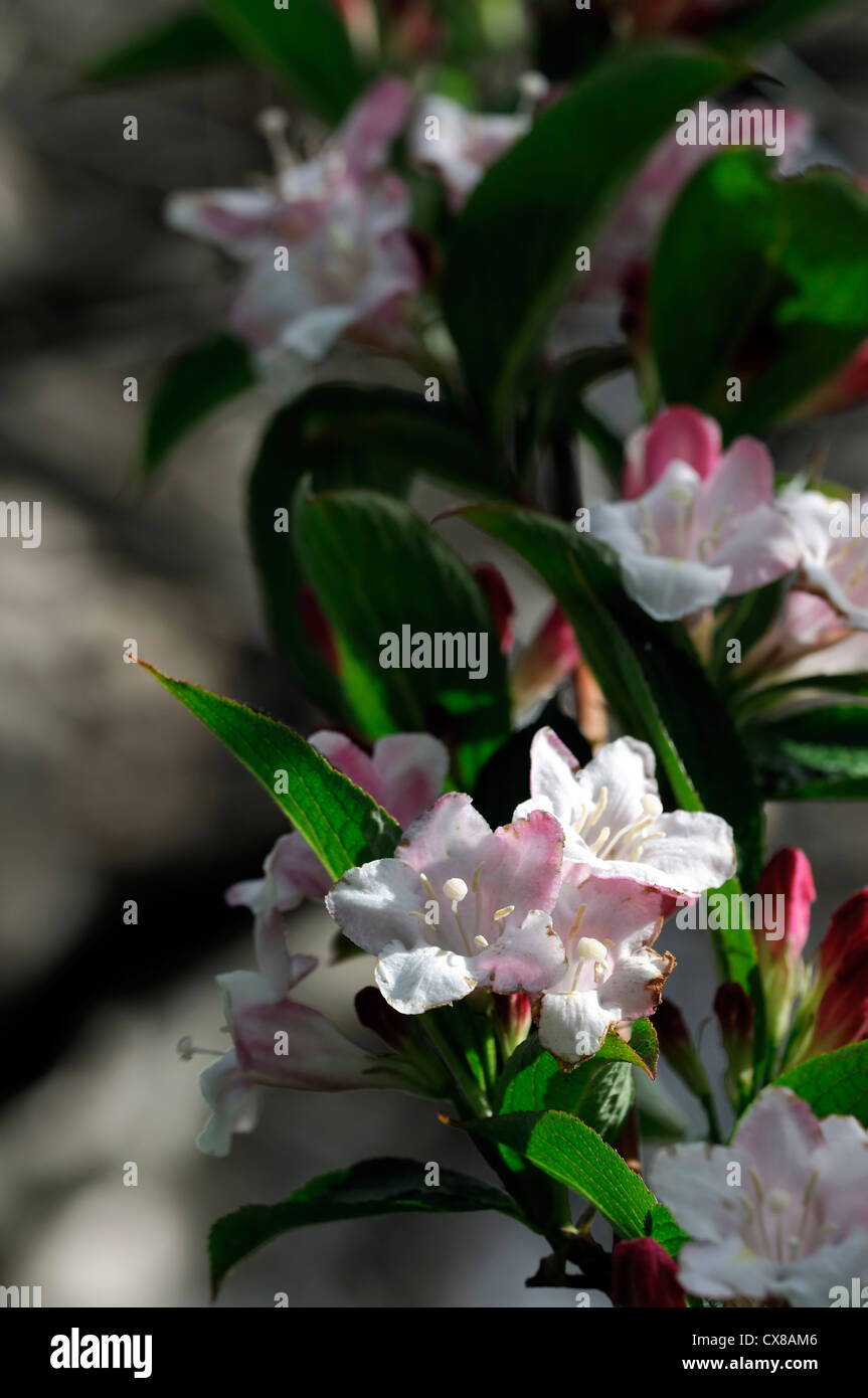 Weigela Weigela Blossoms High Resolution Stock Photography and Images ...