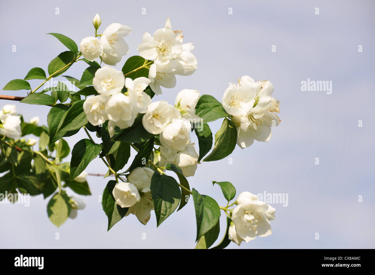 A branch of Jasmine flowers Stock Photo - Alamy