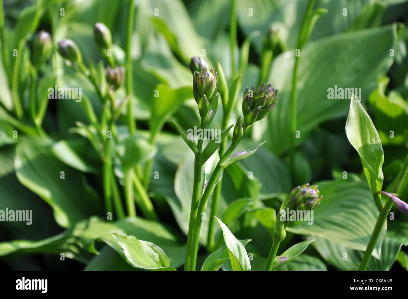 Unblown bud of hosta Stock Photo - Alamy