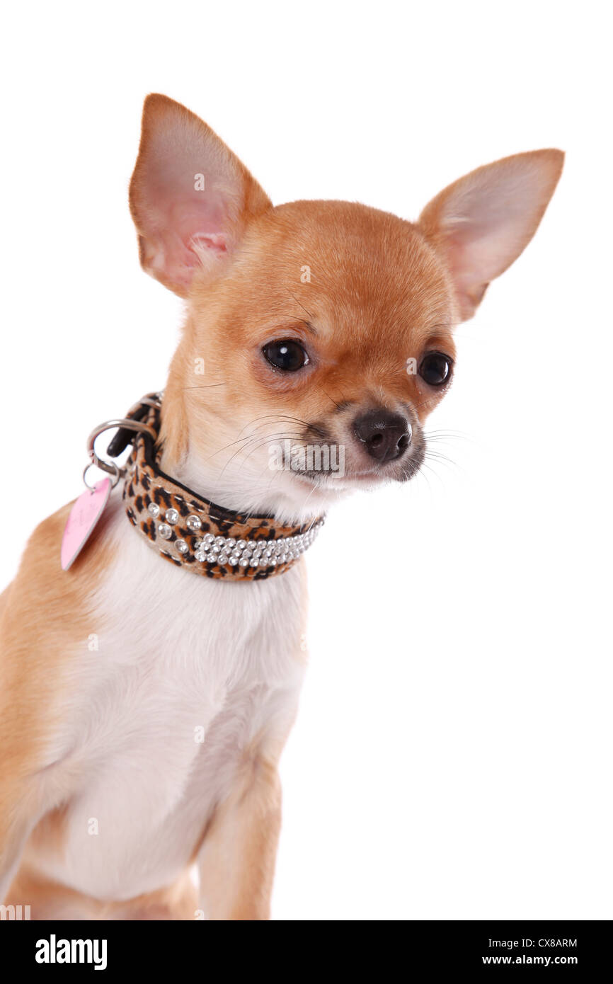 Short haired chihuahua dog hi-res stock photography and images - Alamy