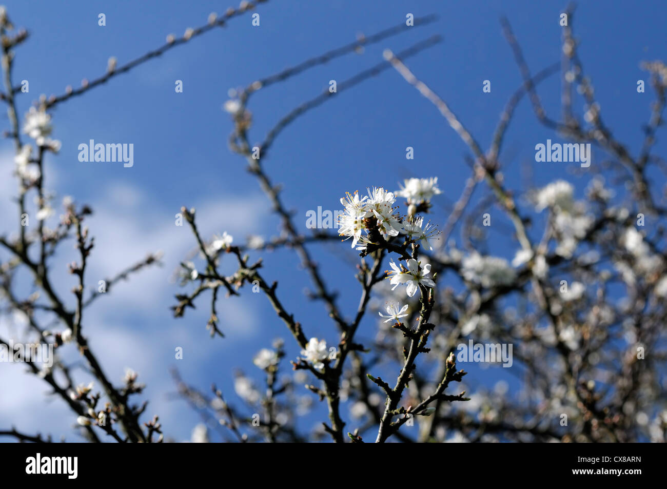Crataegus monogyna common hawthorn single-seeded hawthorn whitethorn ...