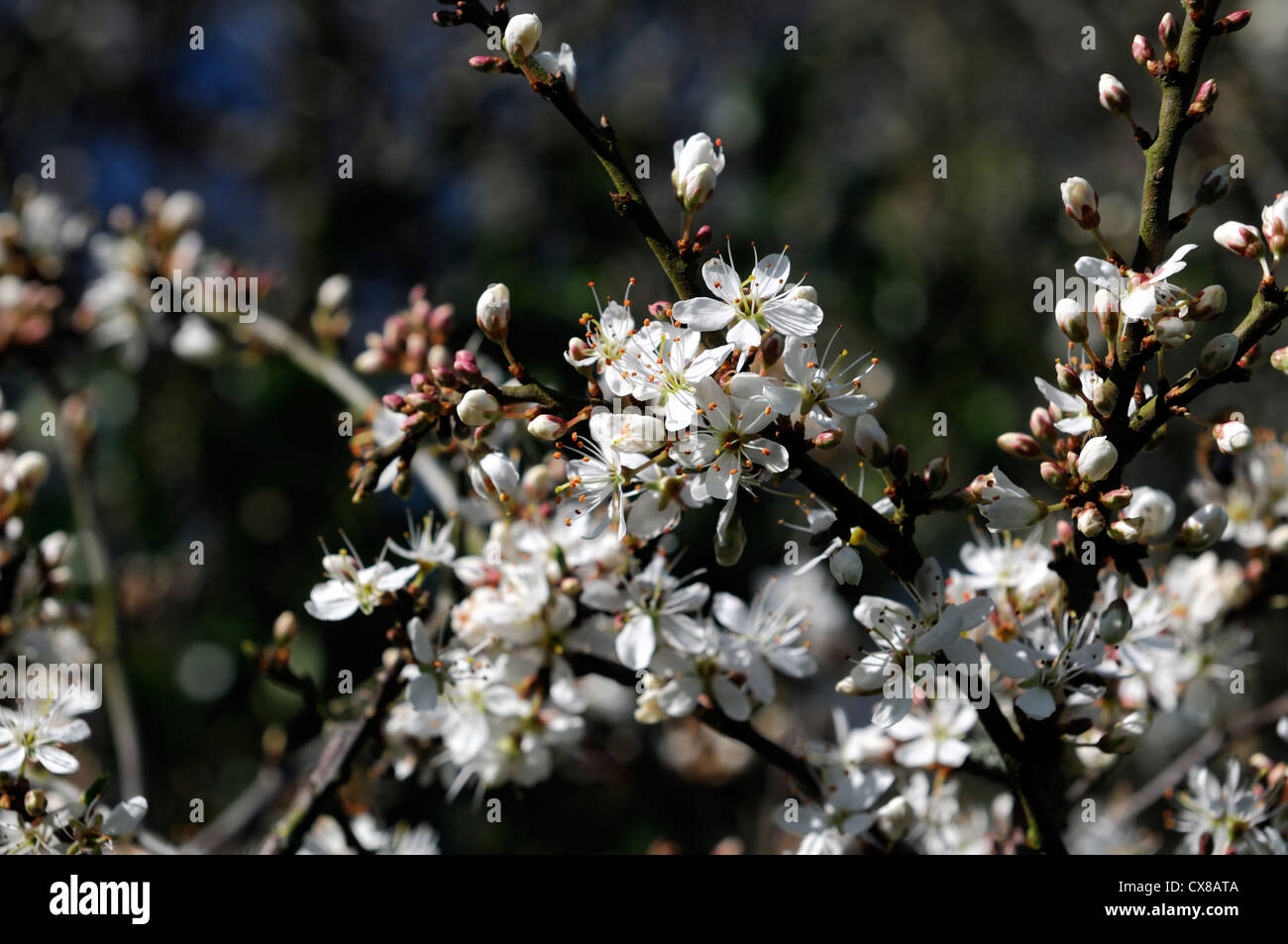 Crataegus monogyna common hawthorn single-seeded hawthorn whitethorn ...
