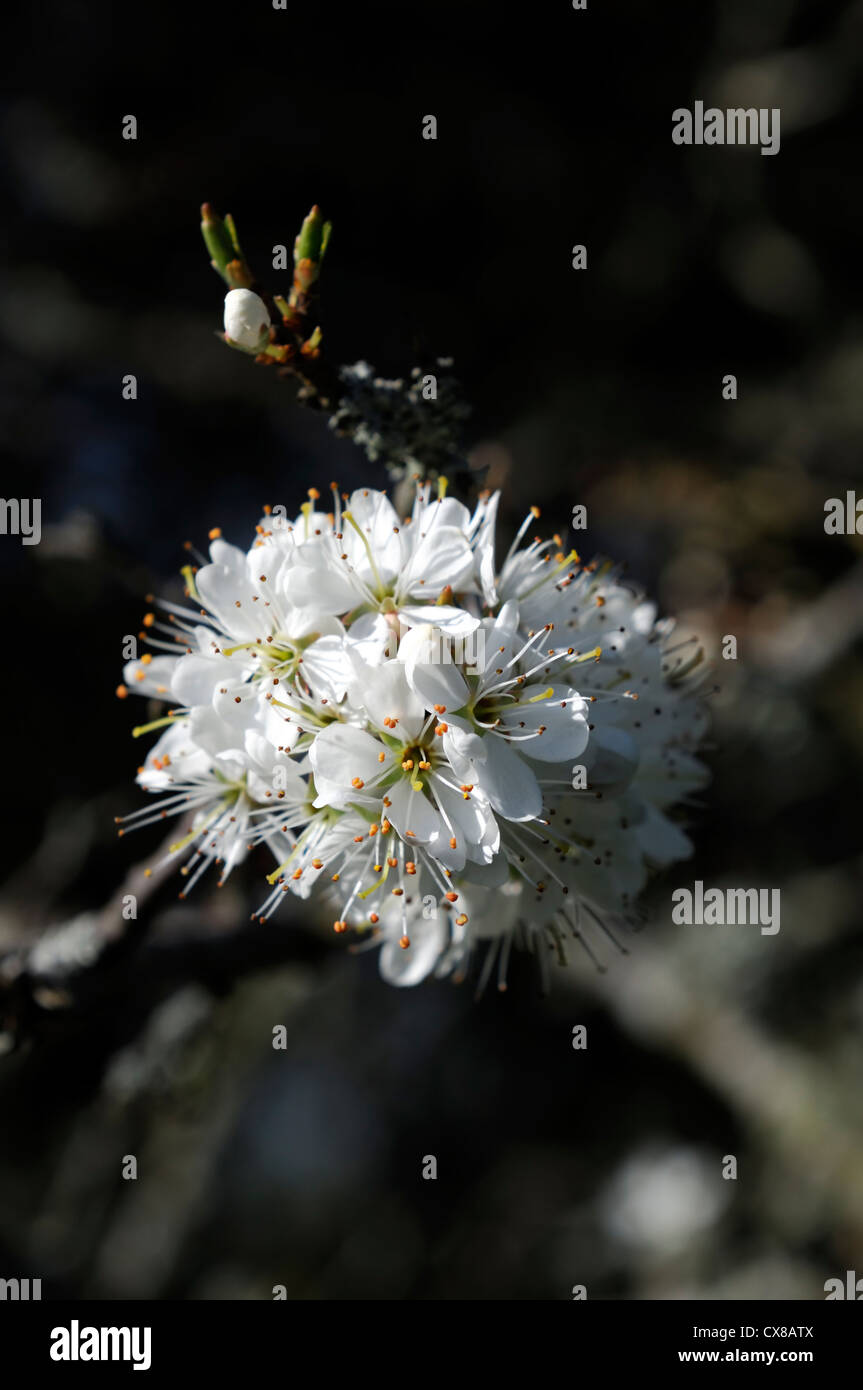 Crataegus monogyna common hawthorn single-seeded hawthorn whitethorn ...