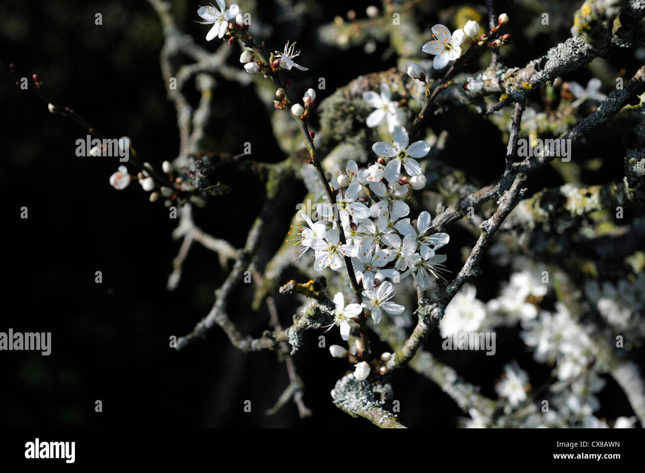 Maythorn hi-res stock photography and images - Alamy