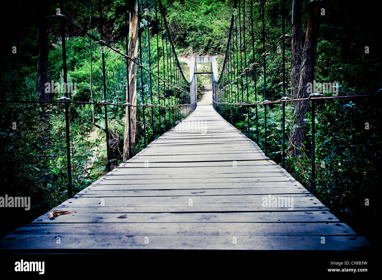 Old scary suspension bridge in the rainforest with trees Stock Photo ...