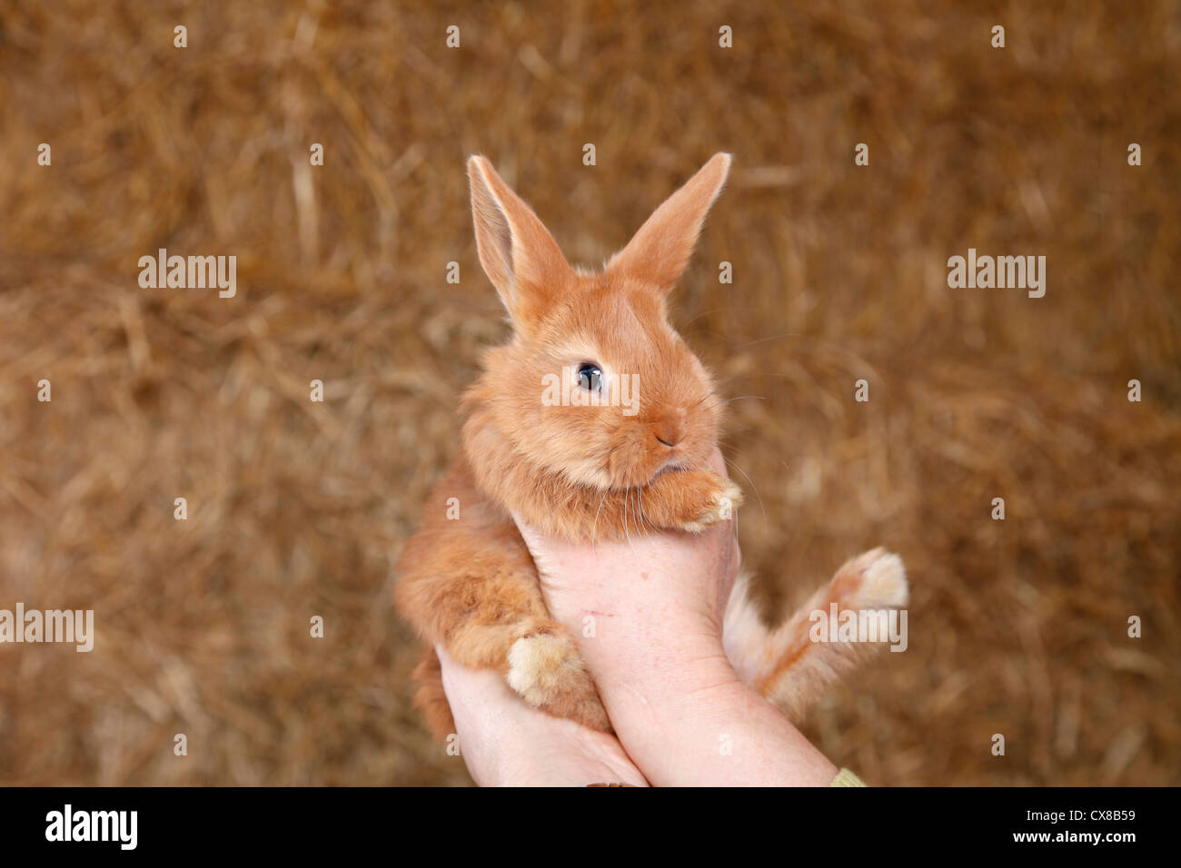 Bunny rabbit outside hi-res stock photography and images - Alamy
