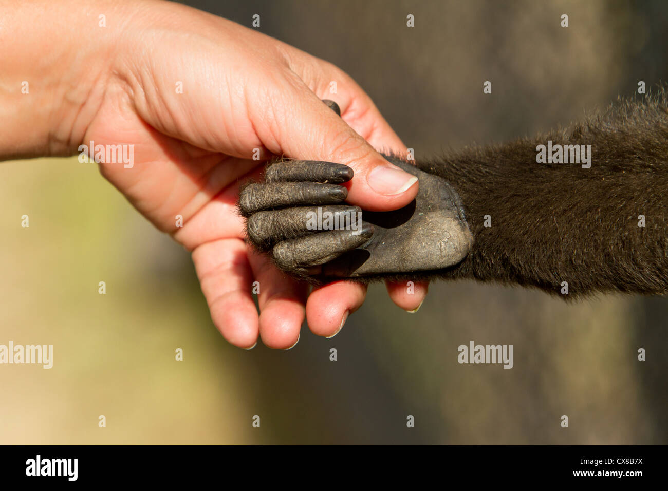 Monkey and human handshake may represent cooperation Stock Photo - Alamy