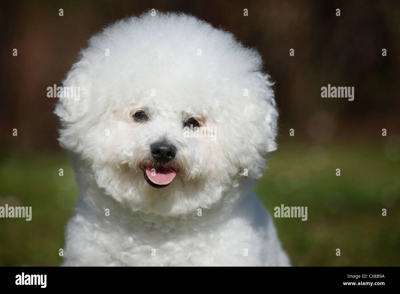 Adult male bichon frise dog hi-res stock photography and images - Alamy