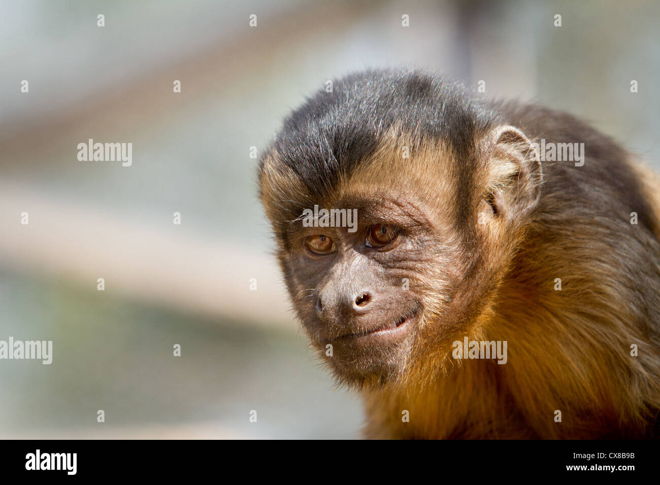 Close-up of a monkey smiling devious look Stock Photo - Alamy