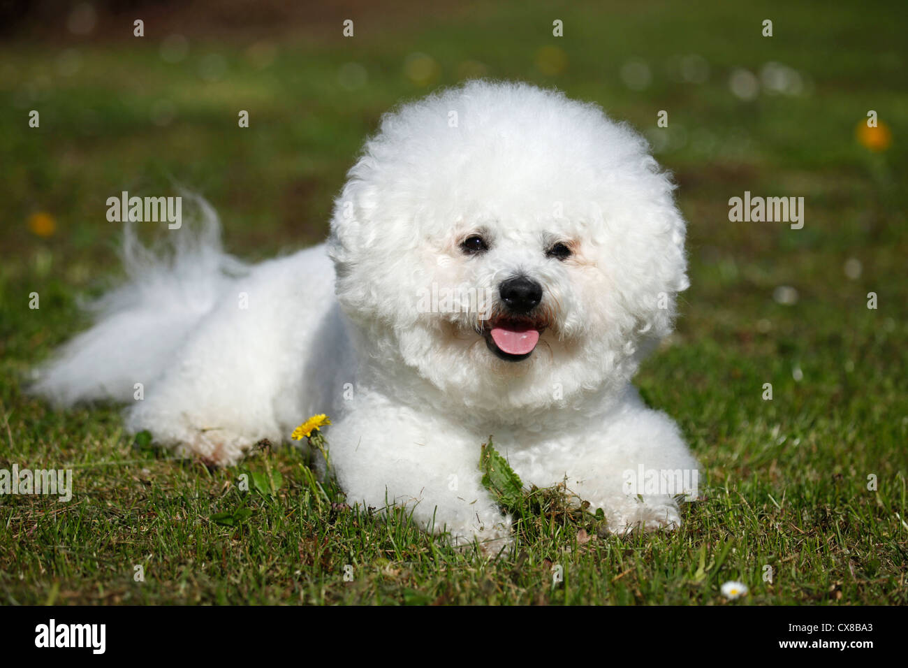 Adult male bichon frise dog hi-res stock photography and images - Alamy