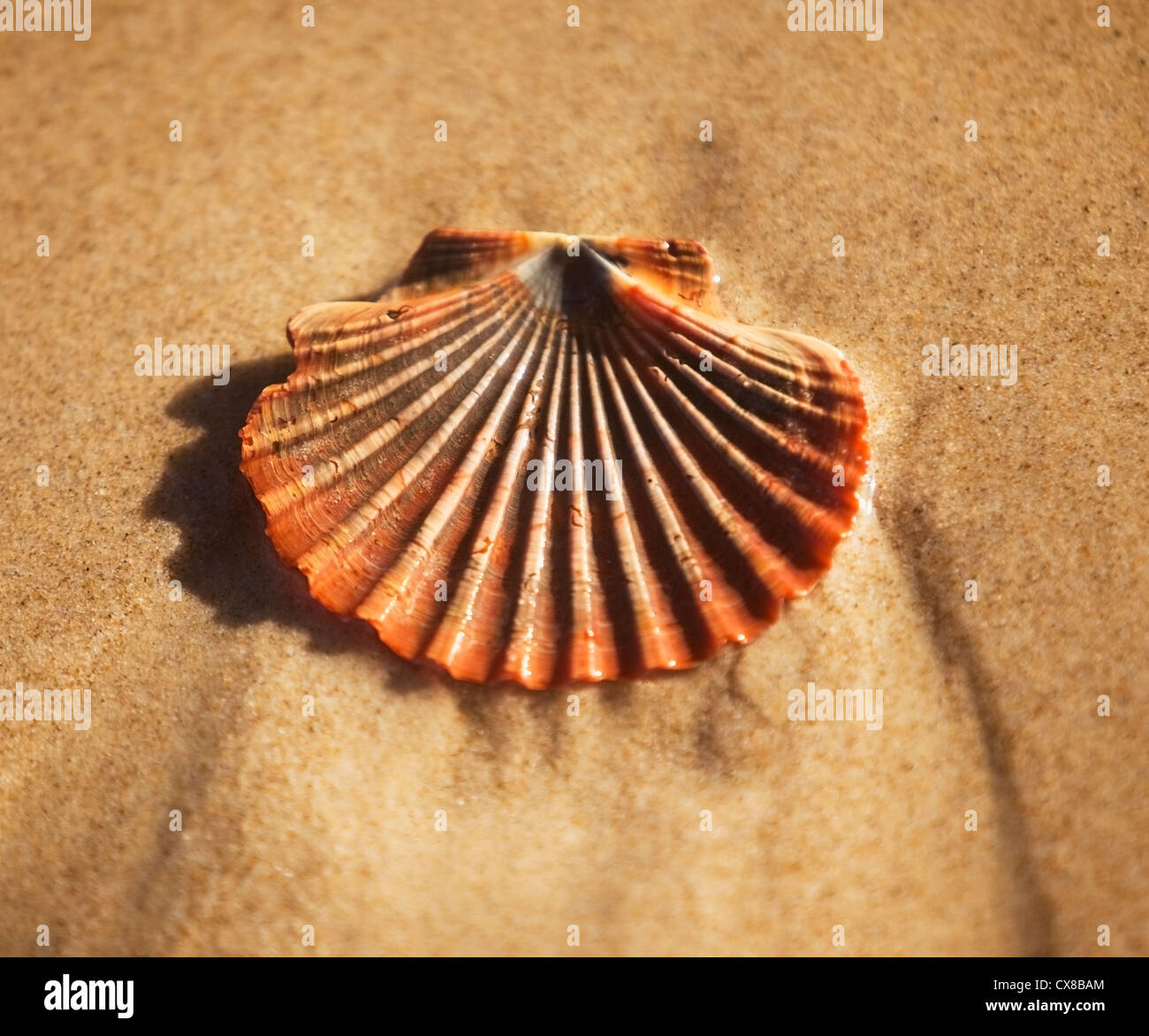 Australia shells seashells hi-res stock photography and images - Alamy