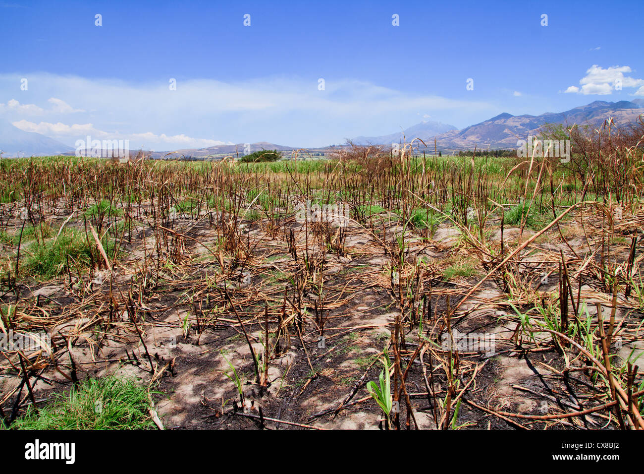 Crop burning , sugar fire aftermath shot at Ecuador Stock Photo - Alamy