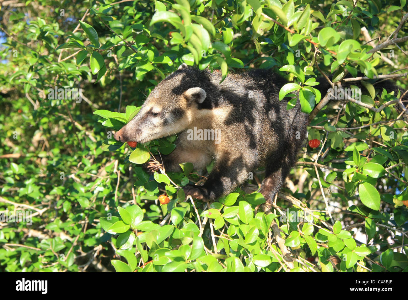 Quati in a tree eating fruit at the Hotel das Cataratas, Iguazu Falls ...