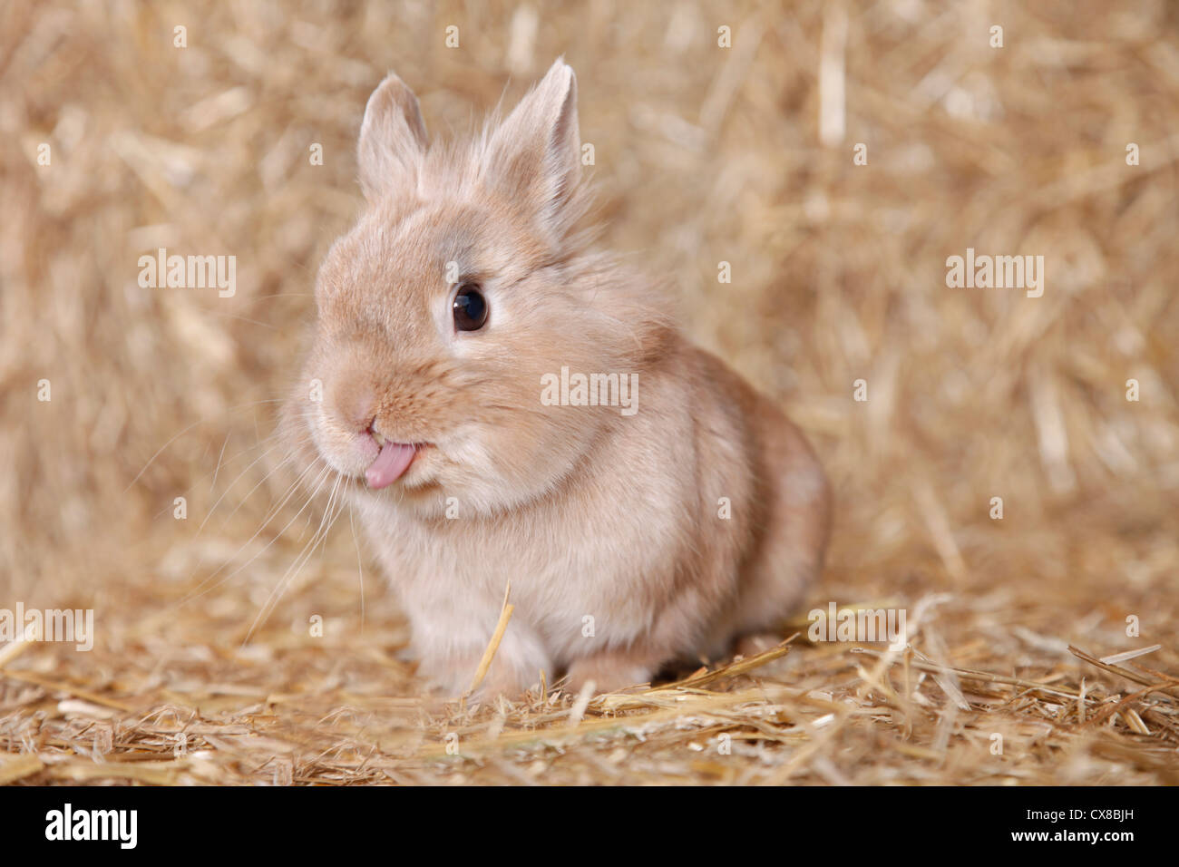 Rabbit stick hi-res stock photography and images - Alamy