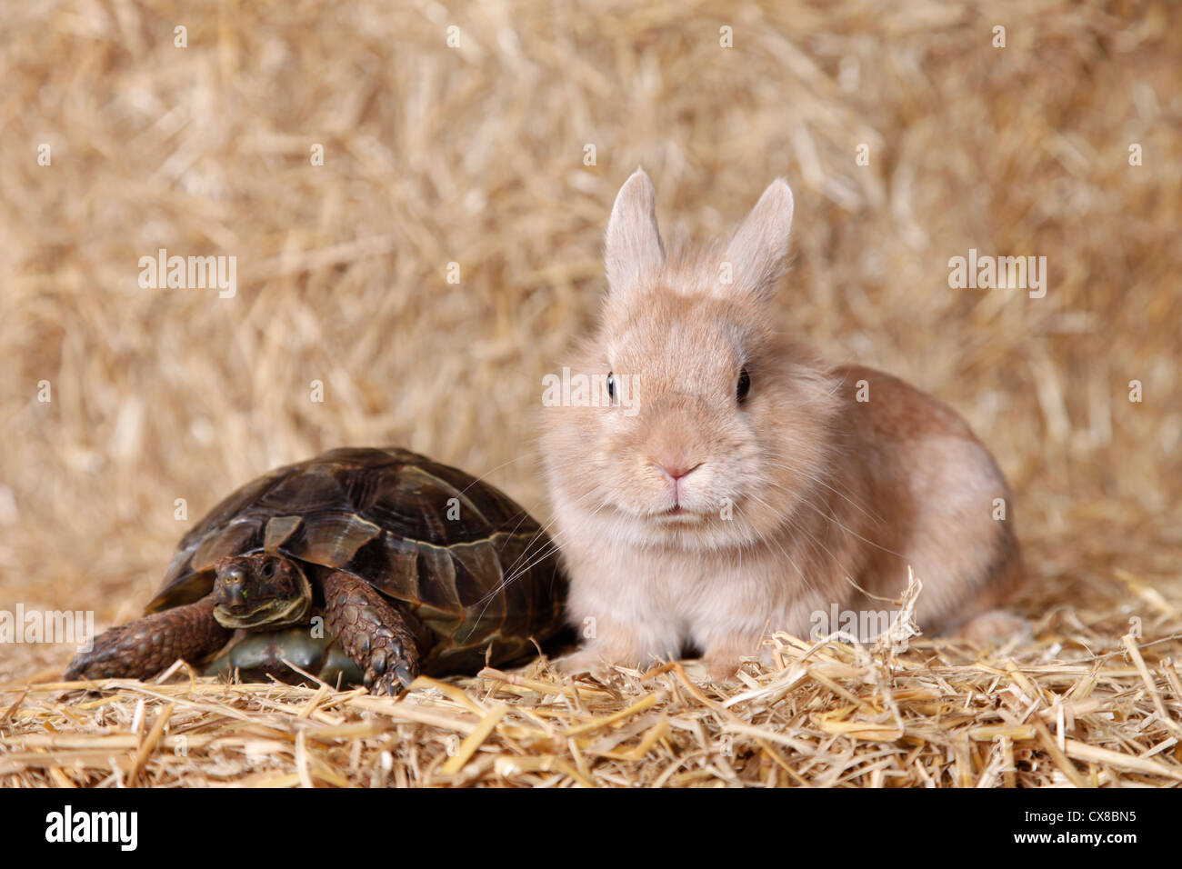 spur-thighed tortoise and lion-headed rabbit Stock Photo - Alamy