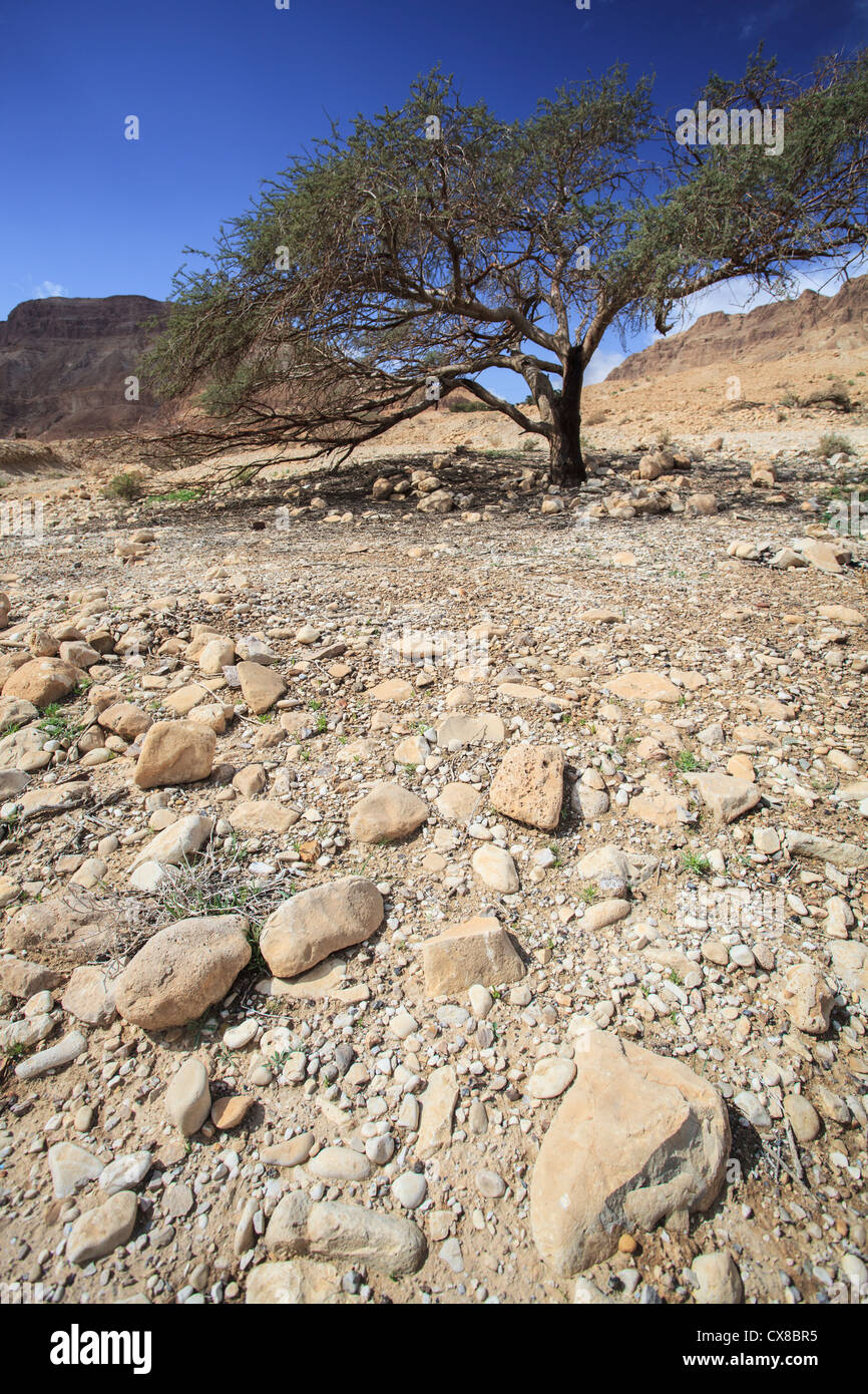 Acacia Tree On Rocky Terrain And The Judean Mountains; Jordan Valley ...