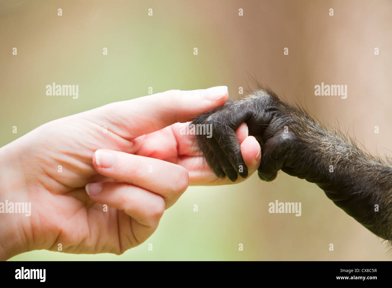 Human holding chimpanzee hi-res stock photography and images - Alamy