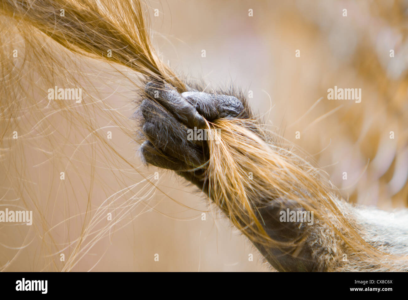 Closeup of a monkey hand pulling a blonde girl's hair Stock Photo - Alamy