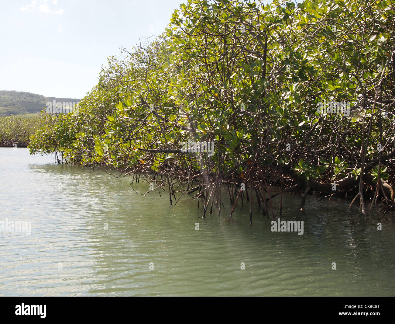Trees are growing in a water Stock Photo - Alamy