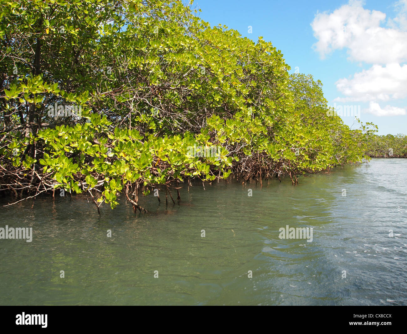 Trees are growing in a water Stock Photo - Alamy