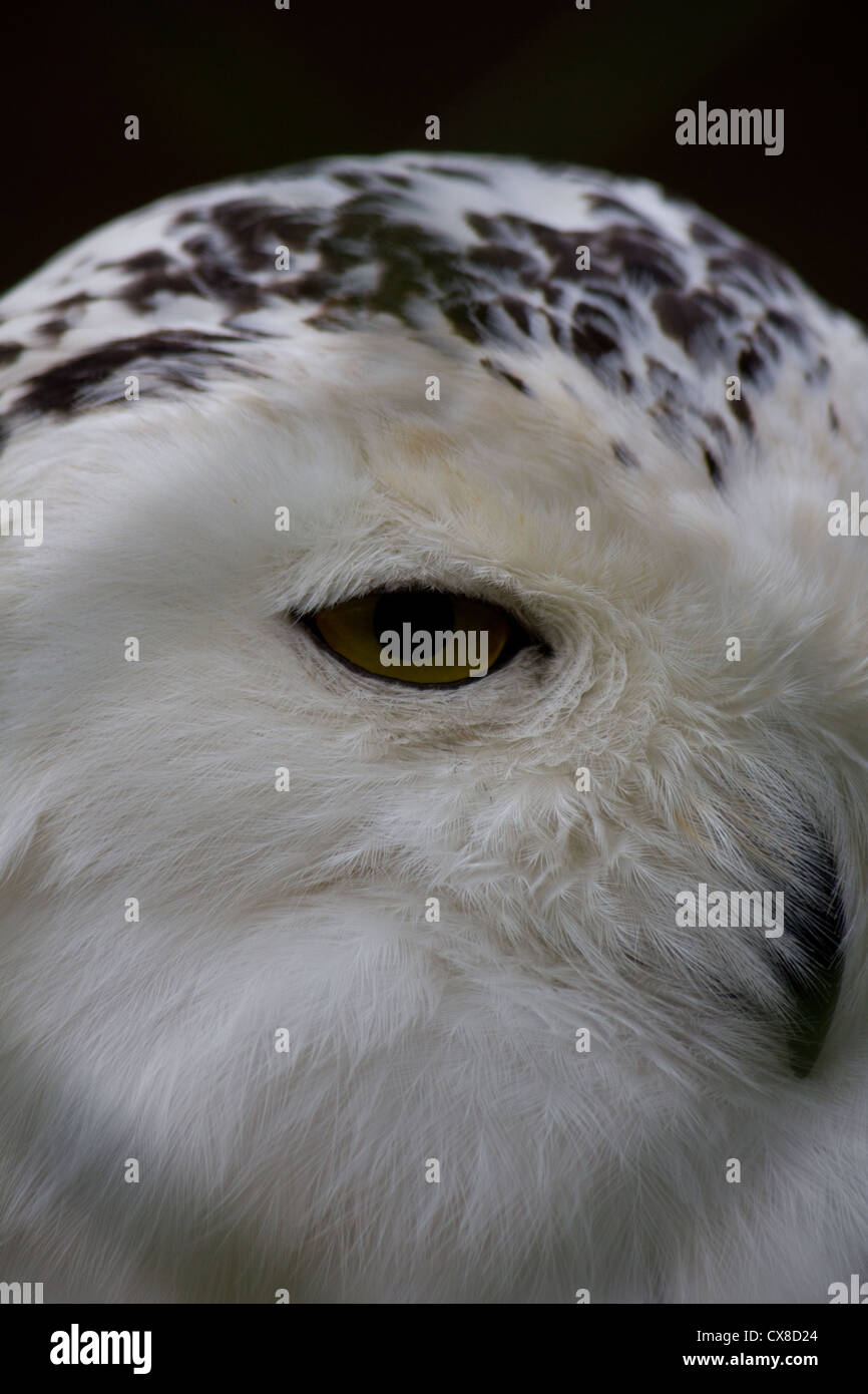 Facial profile of a Snowy Owl Stock Photo - Alamy