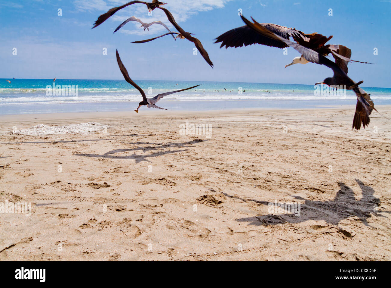 Seagulls chasing bird with fish on his mouth Stock Photo - Alamy