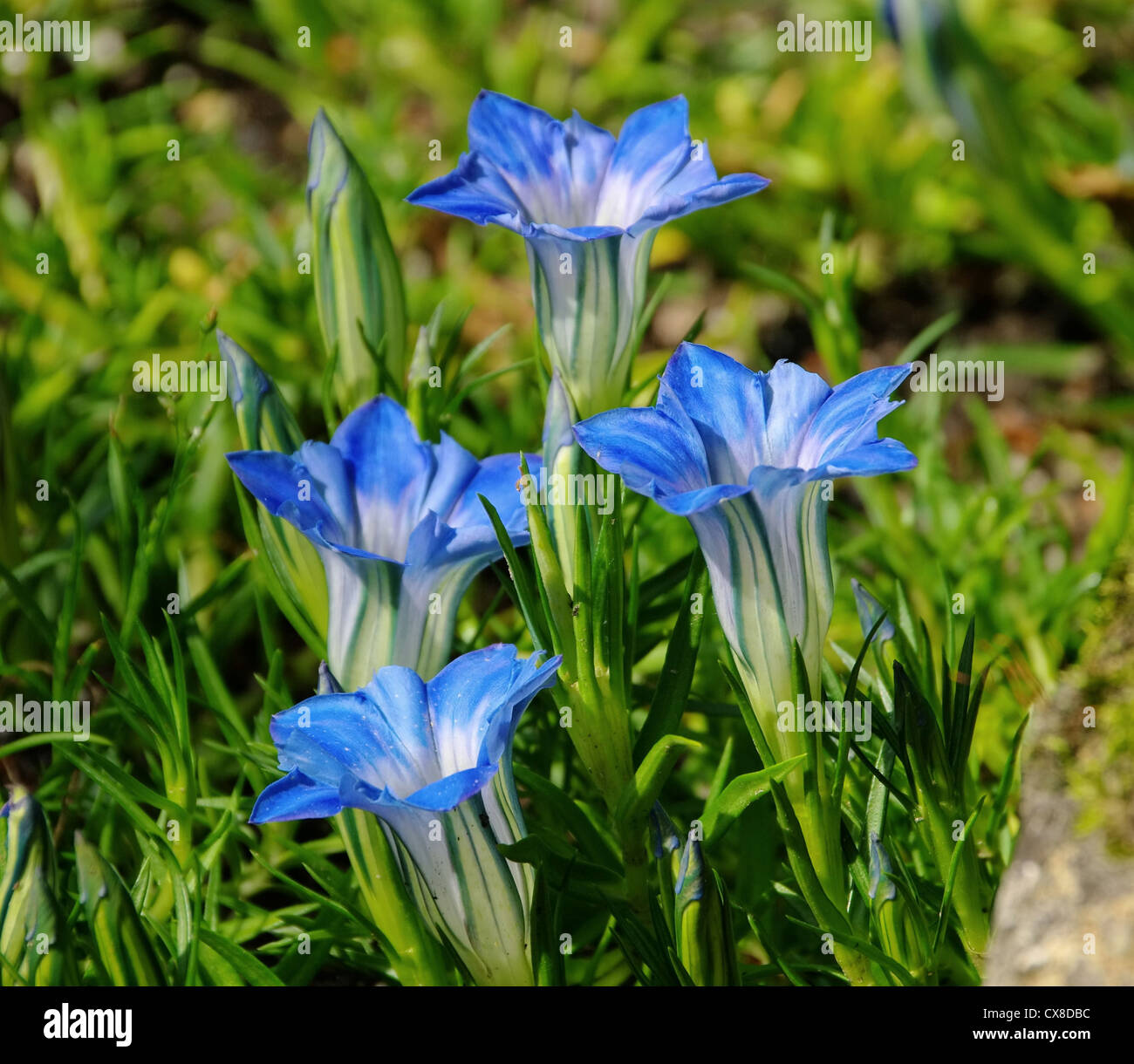 Gentianaceae hi-res stock photography and images - Alamy