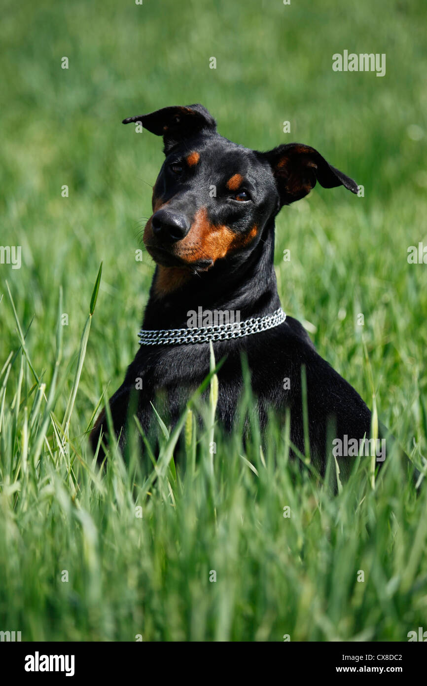 German Pinscher Portrait Stock Photo - Alamy