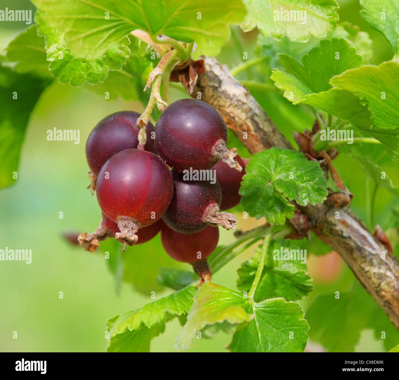 Jochtelbeere hi-res stock photography and images - Alamy