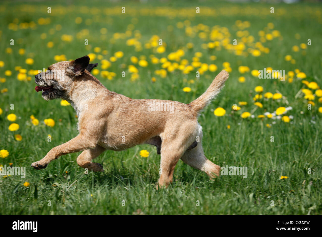 running Border Terrier Stock Photo - Alamy