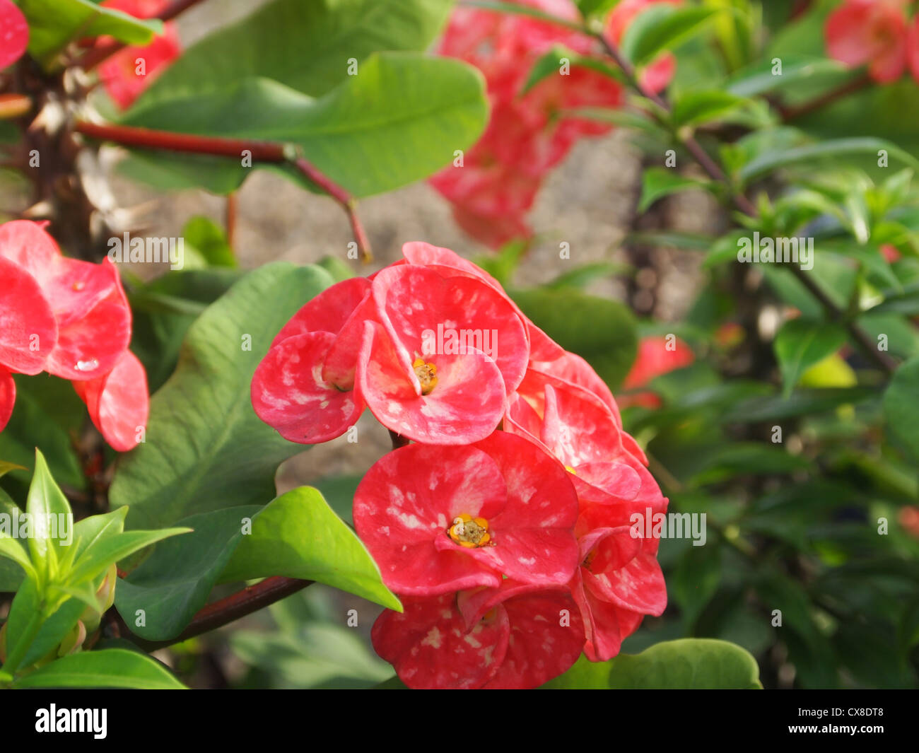 Dominican republic flower red hi-res stock photography and images - Alamy