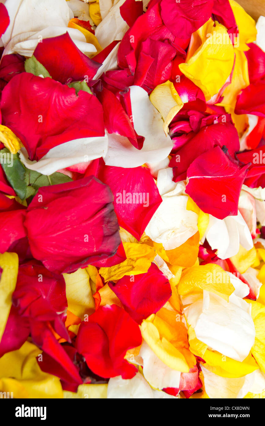 Flor color pastel hi-res stock photography and images - Alamy