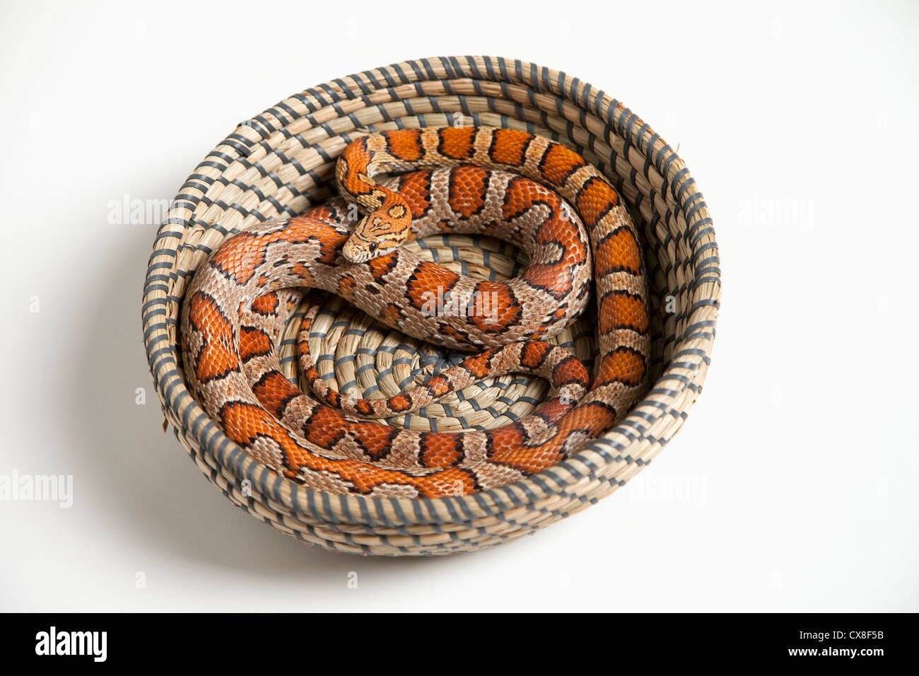 Corn Snake (Pantherophis Guttatus Guttatus) Coiled In A Basket; Spruce ...