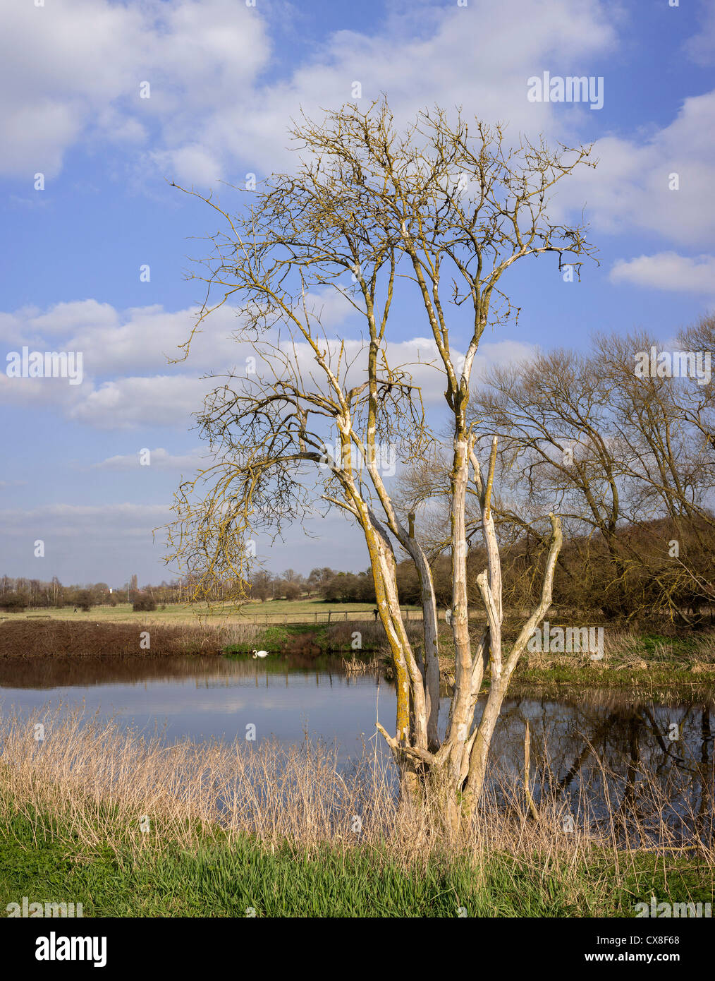 pond in countryside Stock Photo - Alamy