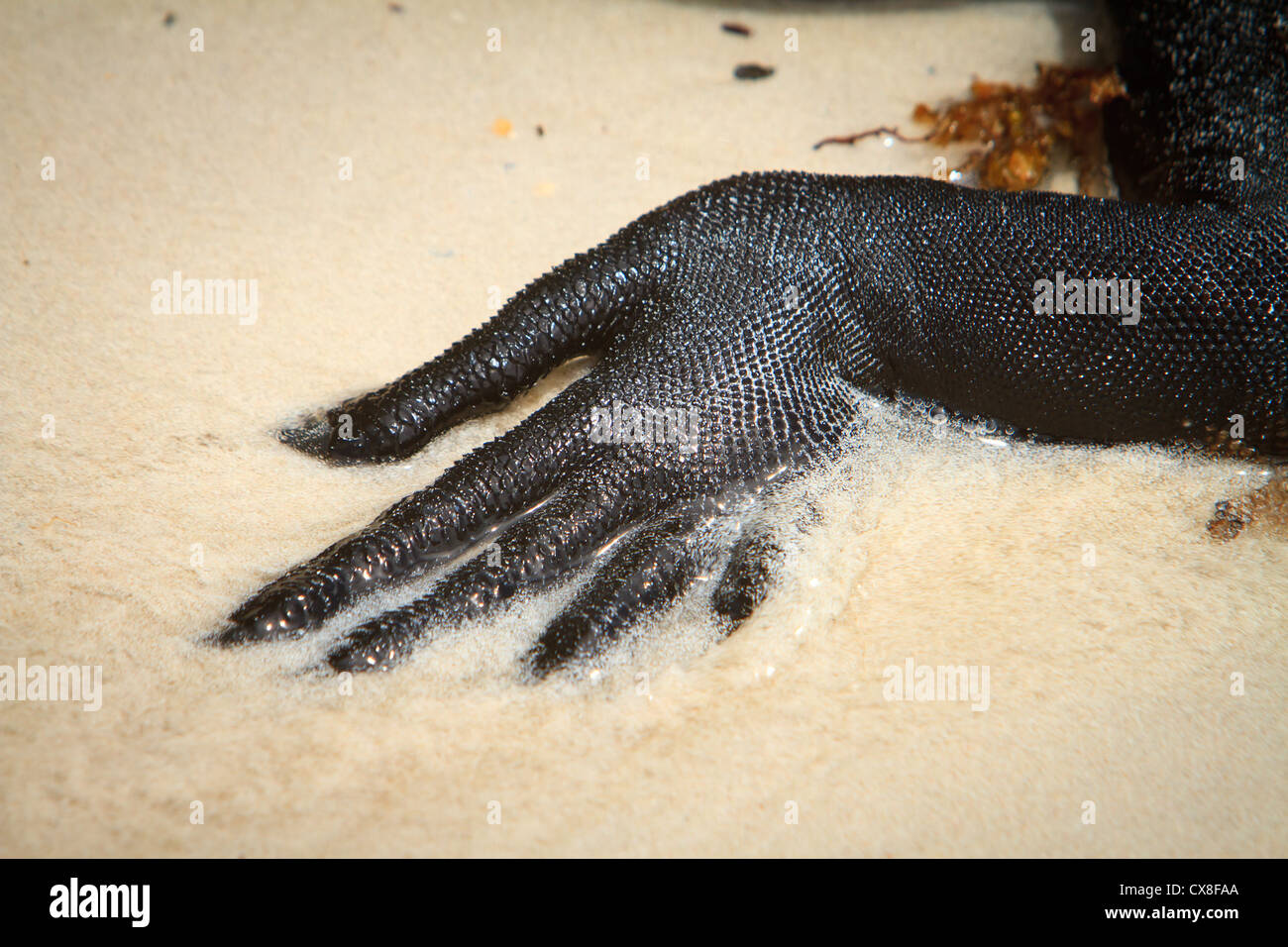A close up of the foot on a galapagos marine iguana Stock Photo - Alamy