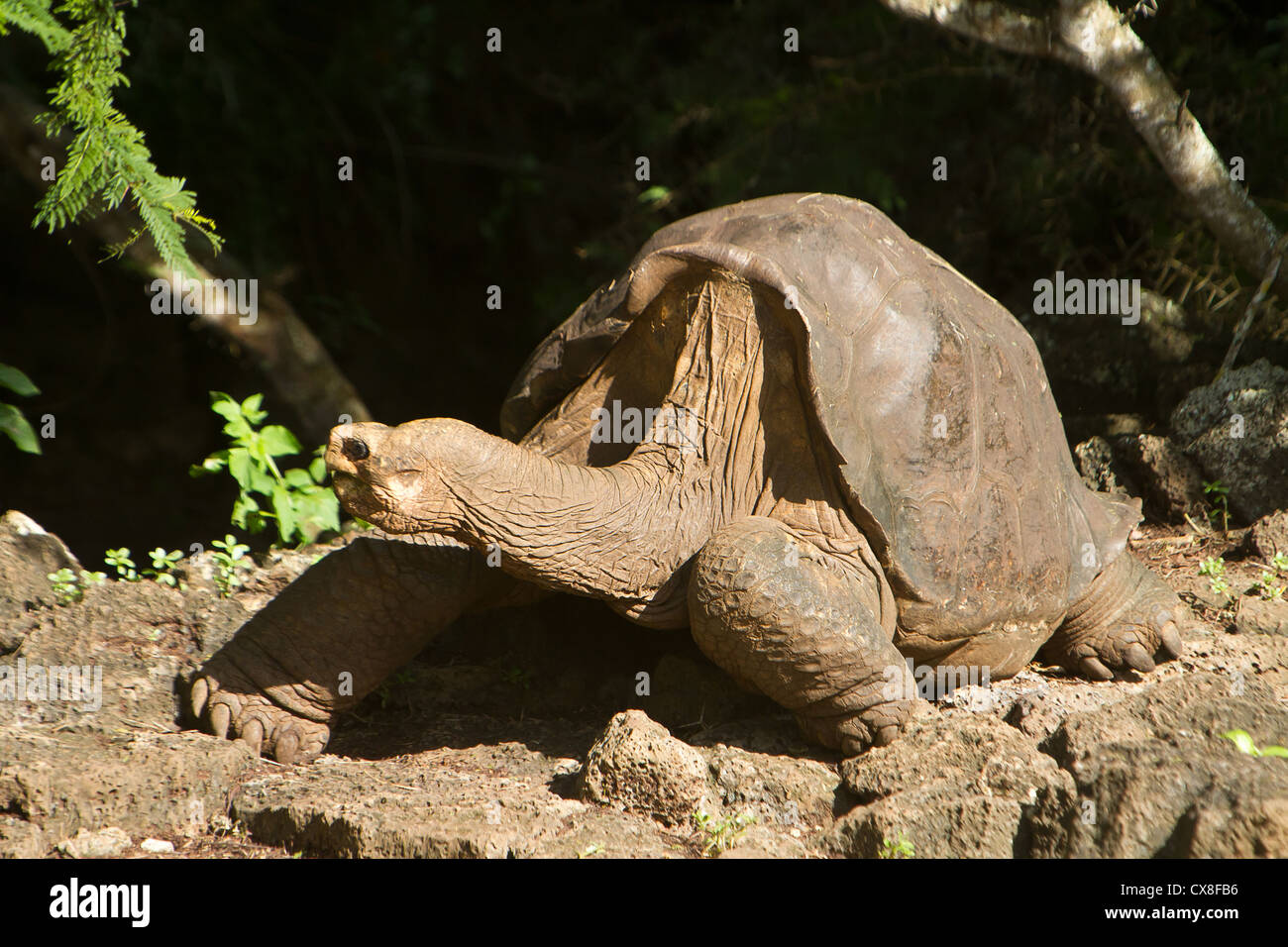 Galapagos giant tortoise geochelone green grass galapagos islands hi ...