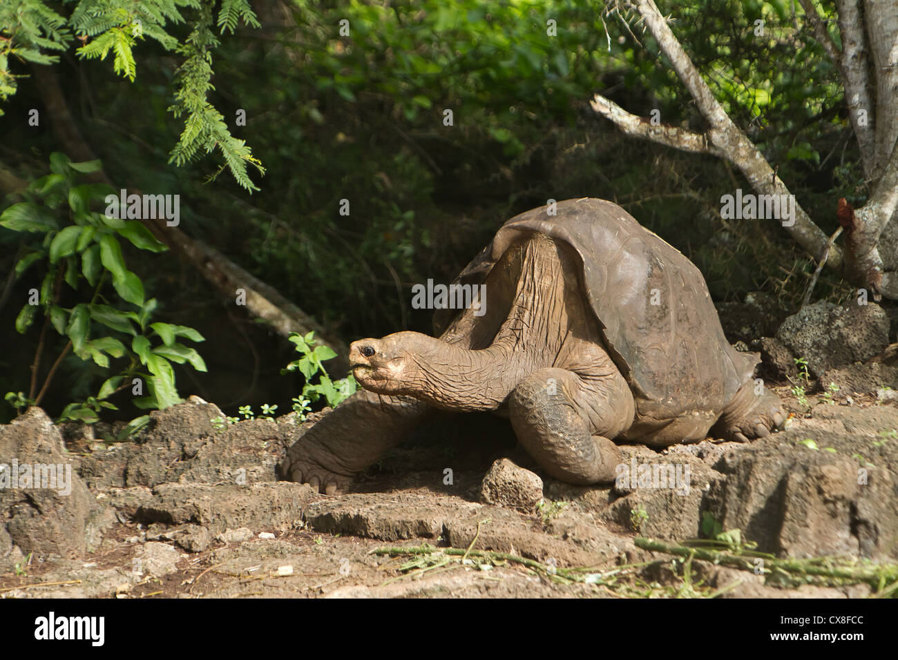 George turtle hi-res stock photography and images - Alamy