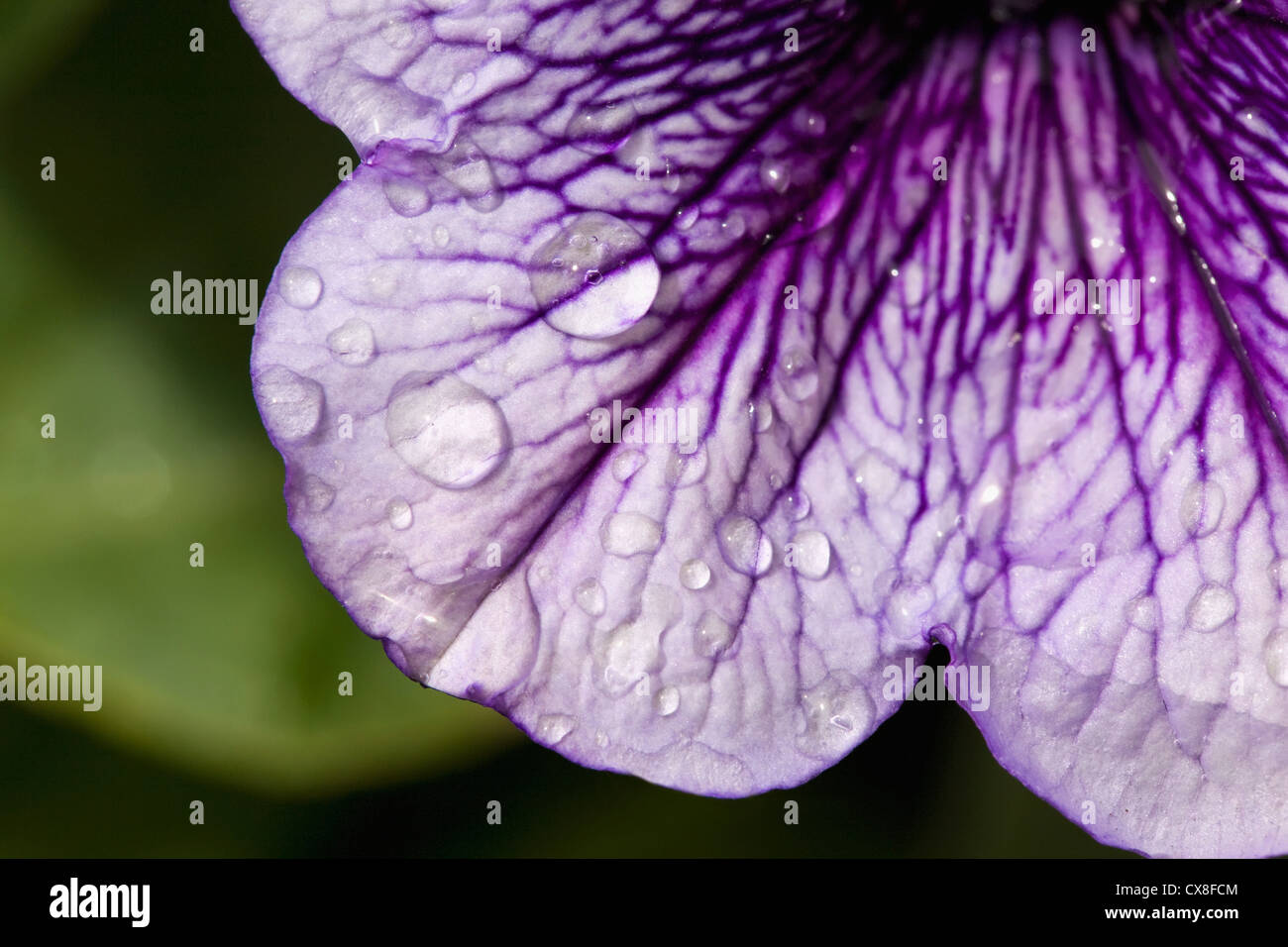 Close Up Of Rain Drops On A Purple Veined Flower Petals; Calgary ...
