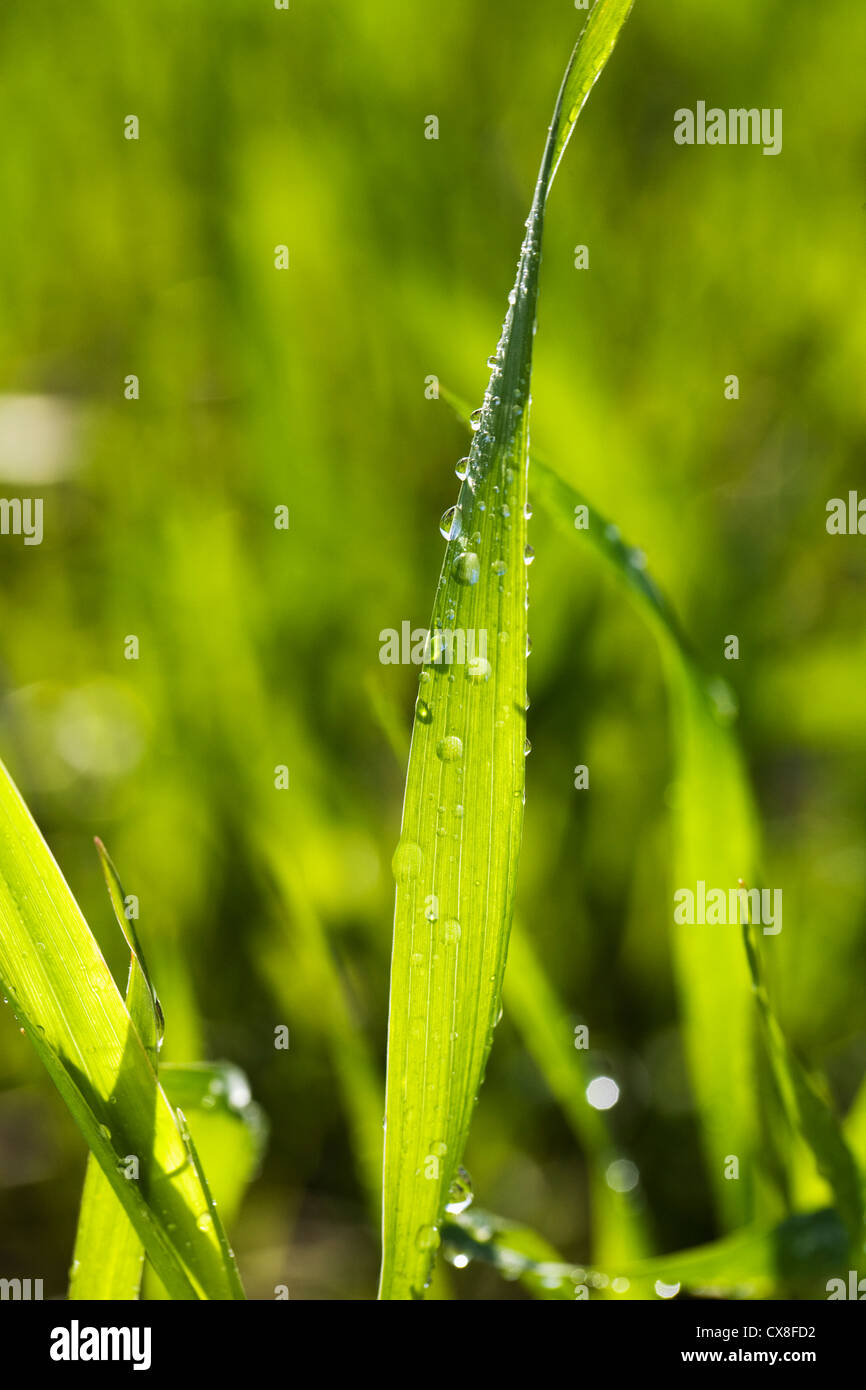 Blade Of Wheat High Resolution Stock Photography and Images - Alamy