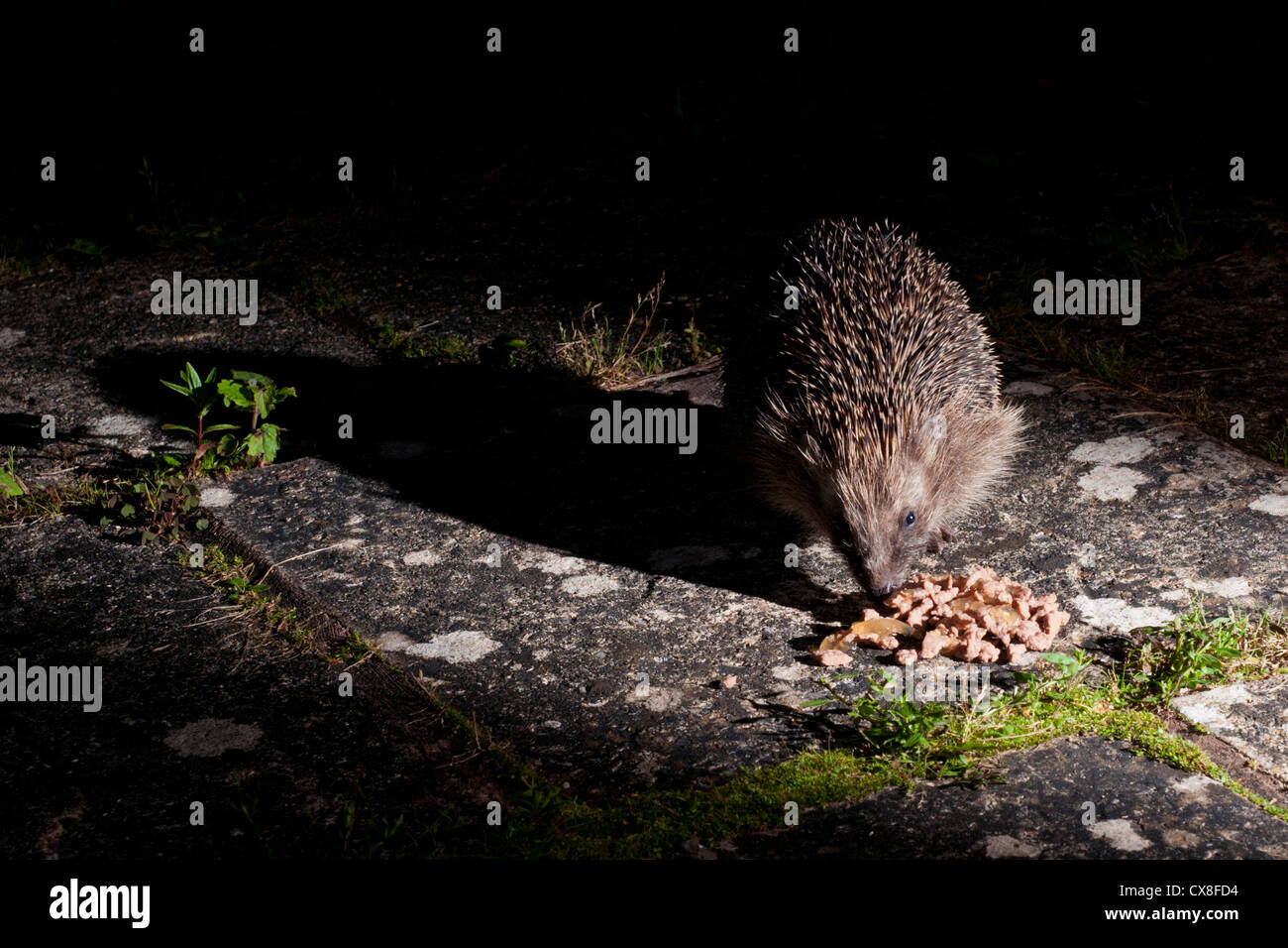 Hedgehog feeding on pet food left out in a residential garden Stock ...