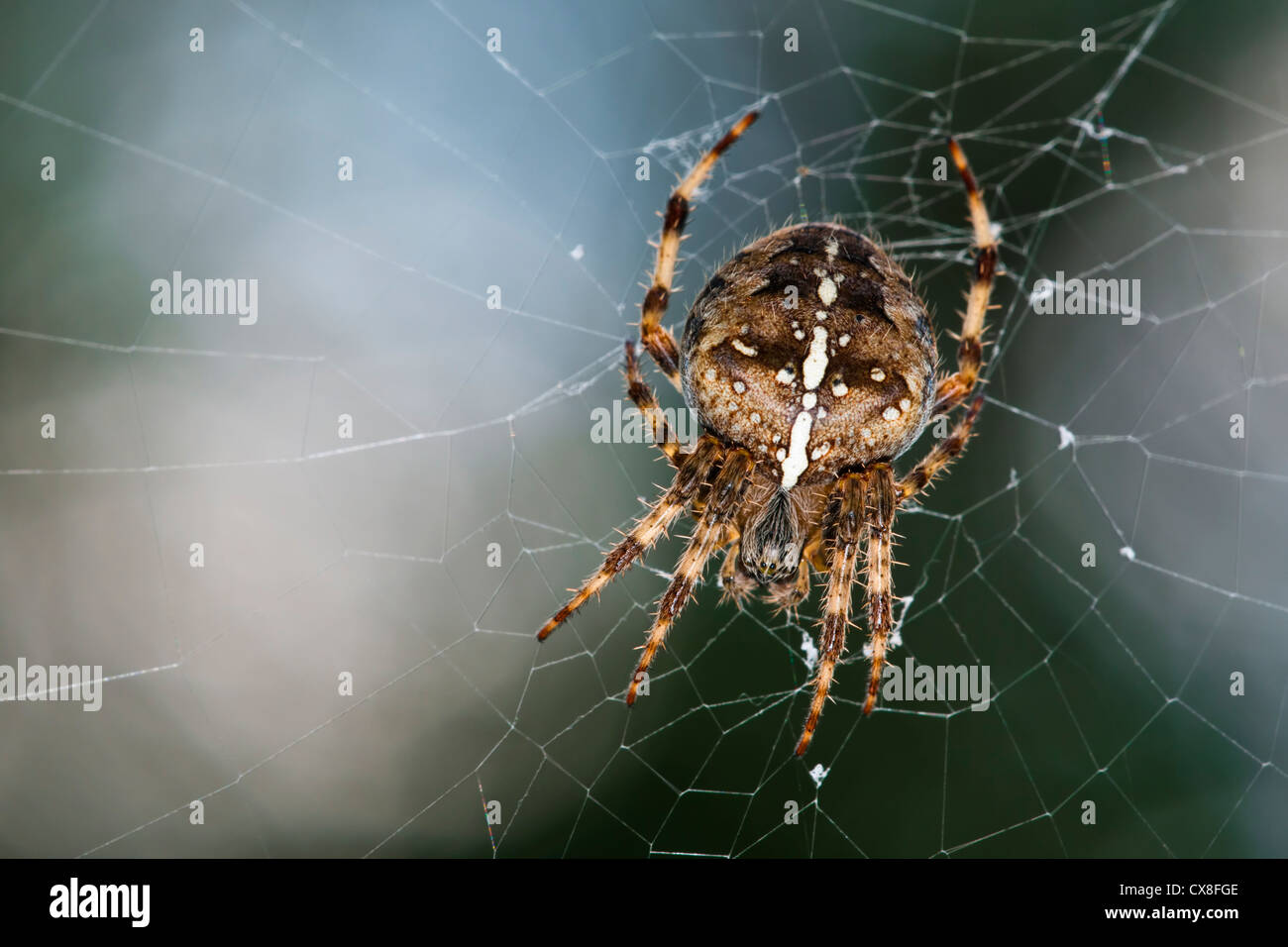 Killer spiders hi-res stock photography and images - Alamy