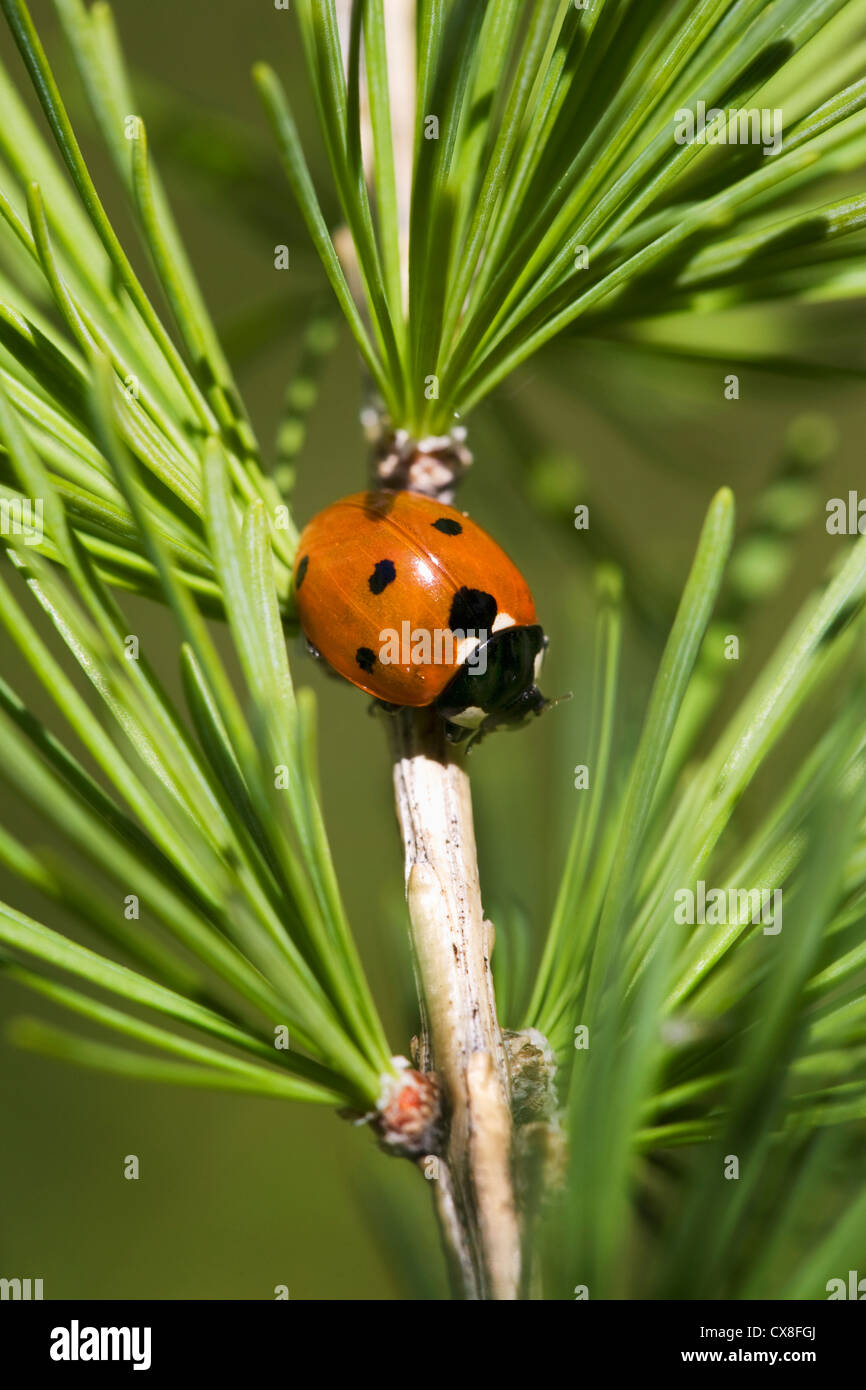 Close up ladybug hi-res stock photography and images - Alamy