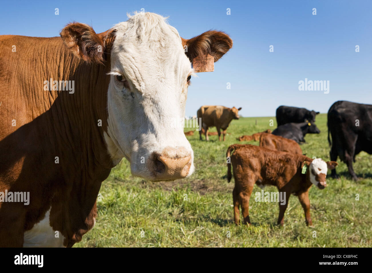 Close Up Of Cow With Calf In The Background In A Field Of Cattle With ...